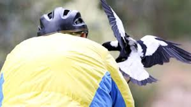 Swooping Birds - Buloke Shire Council